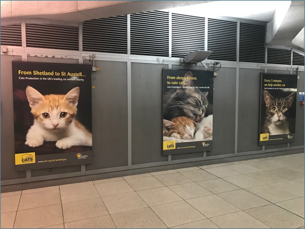 Ways to get involved | Campaigning | What we do | Cats Protection