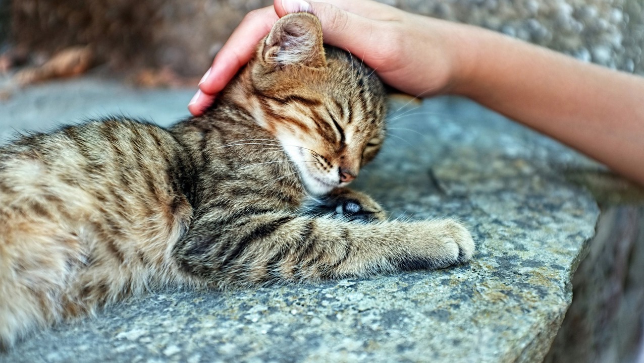 Lifeline | Cats Protection