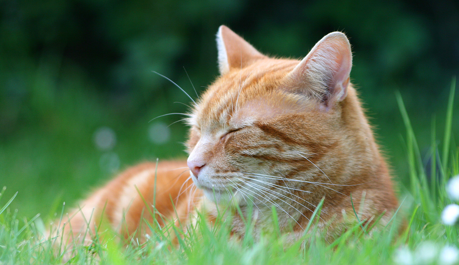 Cat Guardians | Cat care after you're gone | Cats Protection