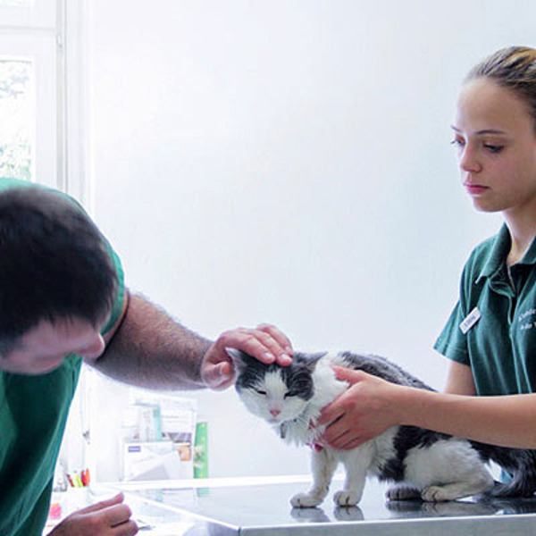 Pre-clinical EMS placements at Cats Protection | Cats Protection