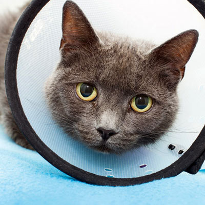 Pre-clinical EMS placements at Cats Protection | Cats Protection