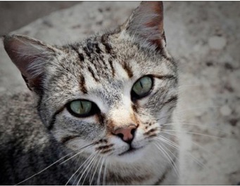 What we do | Helping cats and kittens | Cats Protection