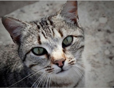 What we do | Helping cats and kittens | Cats Protection