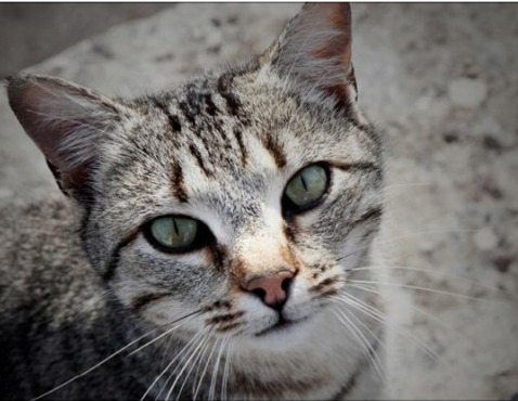 What we do | Helping cats and kittens | Cats Protection