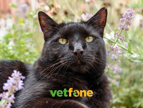 Become a member | Support us by joining Cats Protection