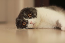 Scottish Folds | Extreme traits | Cats Protection