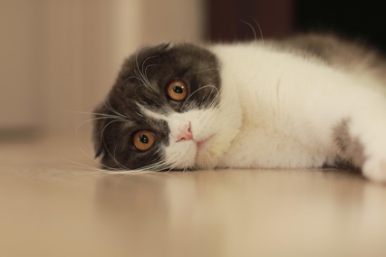 Scottish Folds | Extreme traits | Cats Protection