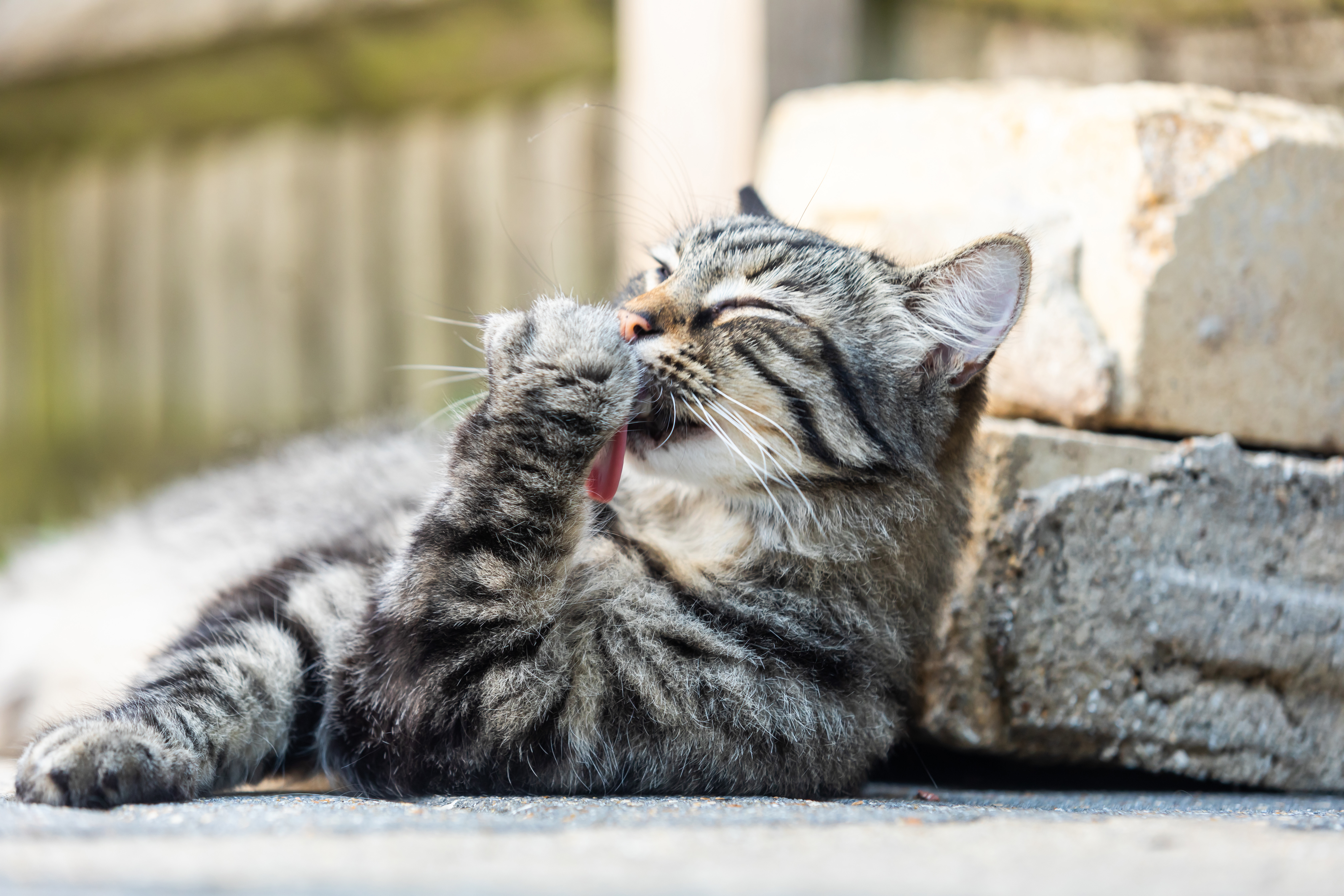 The Cat Manifesto Scotland | Campaigns | Cats Protection