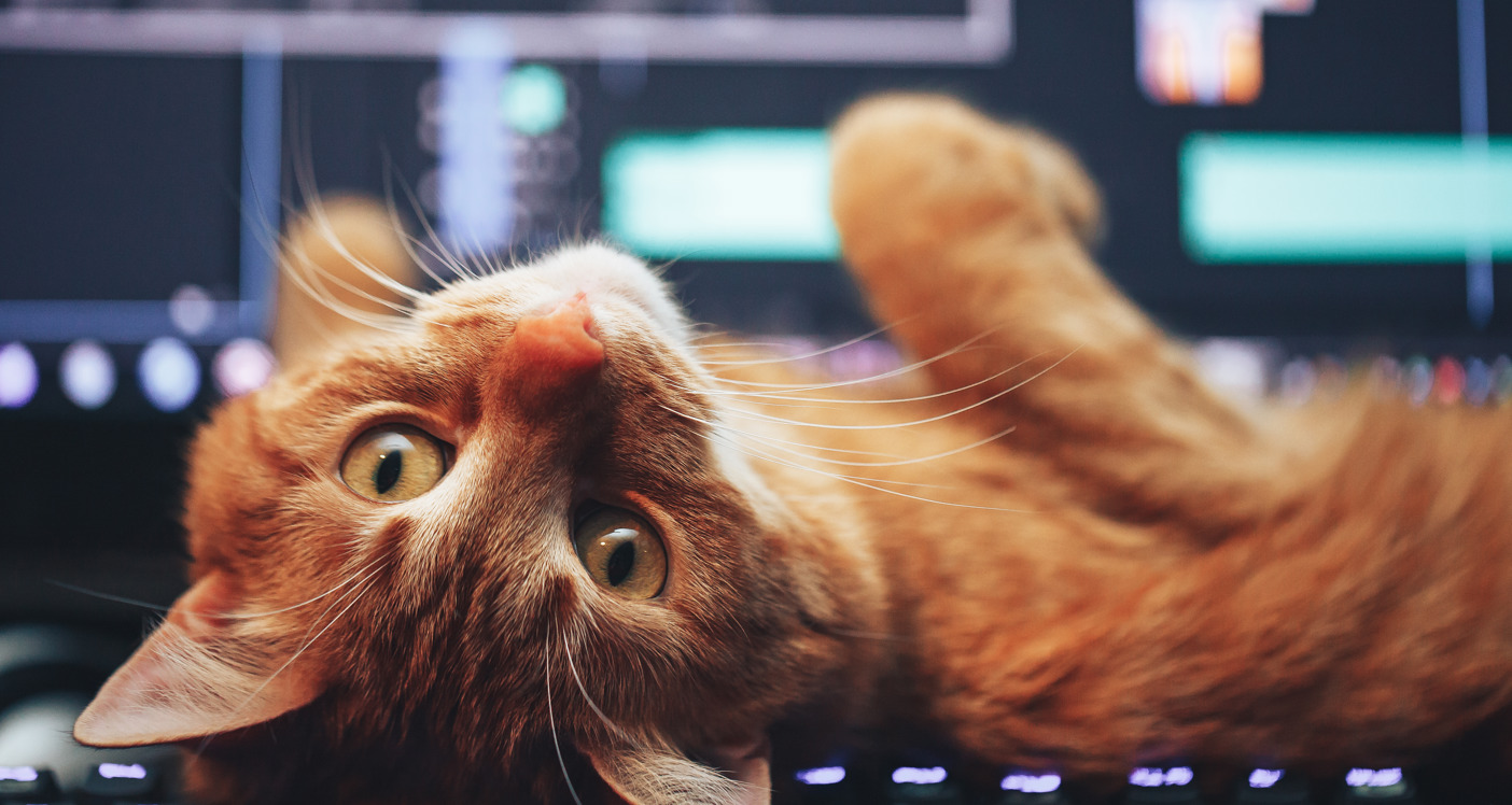 Fundraise for Cats Protection | Support us | Cats Protection