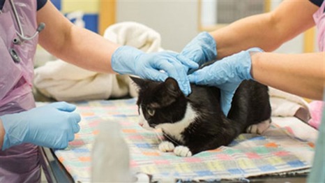Neutering and Spaying – What We Do | Cats Protection