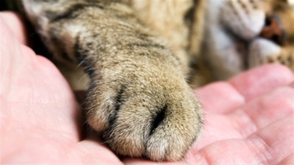 Grief resources and support | Grief and loss | Cats Protection