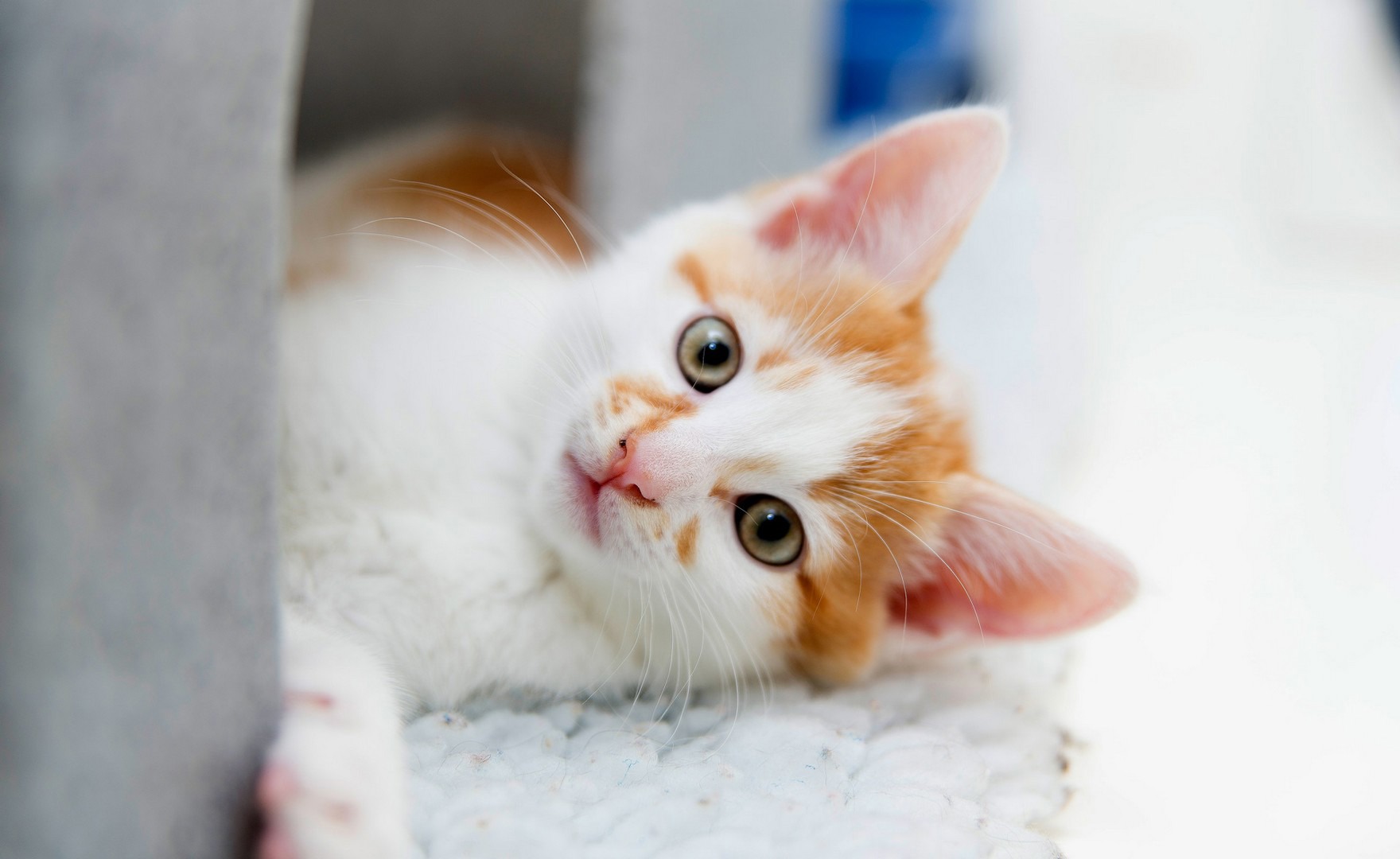 About Cats | Who are Cats Protection? | Cats Protection