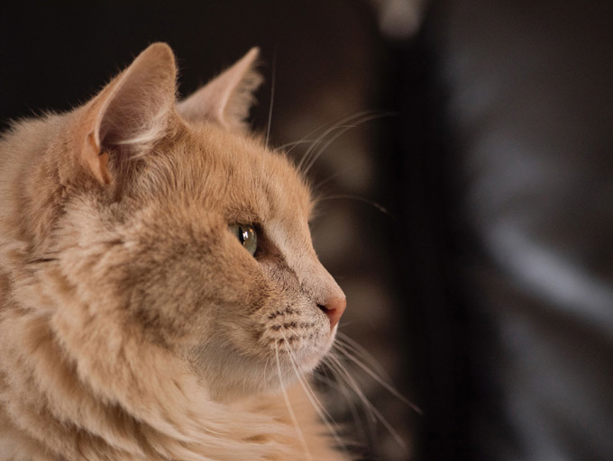 What we do | Helping cats and kittens | Cats Protection