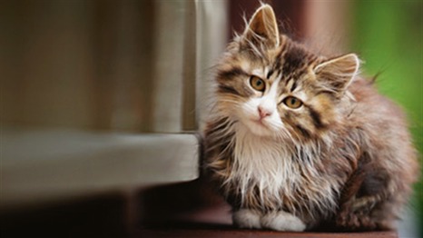 Support us | Help us to help cats | Cats Protection