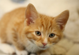 Support us | Help us to help cats | Cats Protection