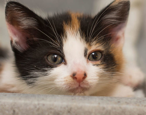 Support us | Help us to help cats | Cats Protection