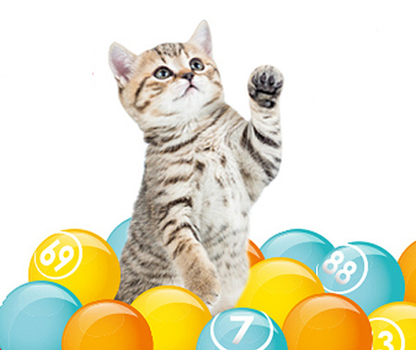 Support us | Help us to help cats | Cats Protection