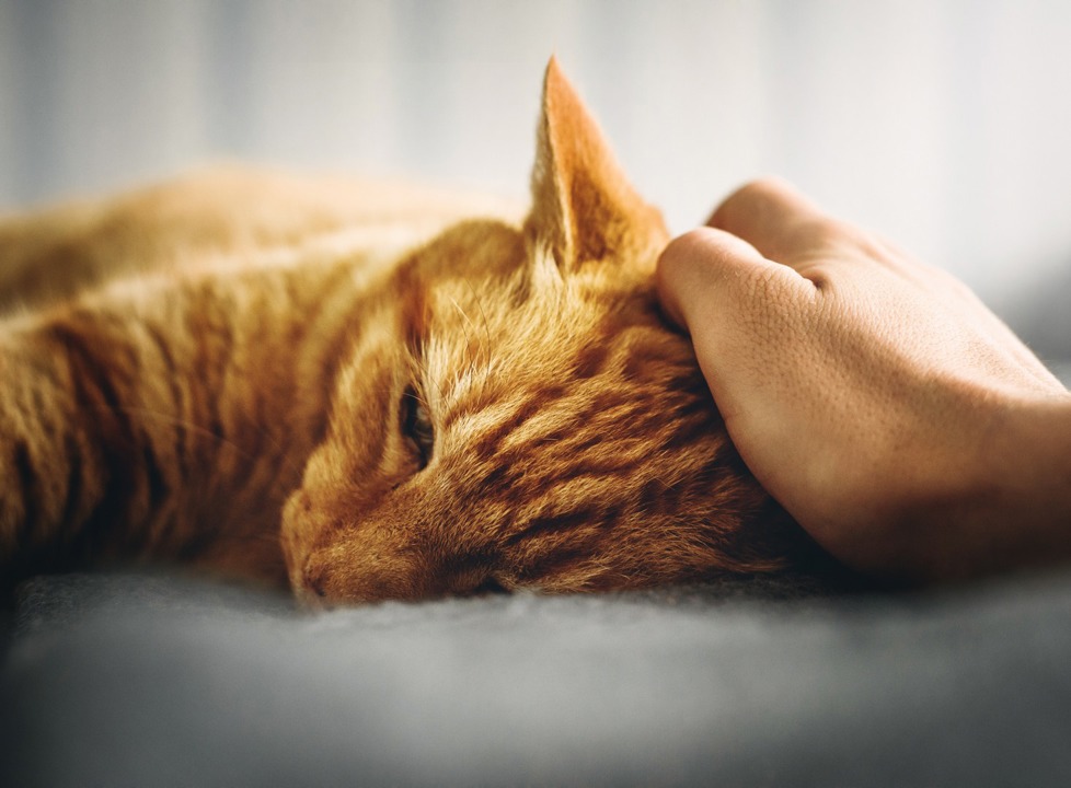 Adopt a cat | Find a cat to adopt | Cats Protection