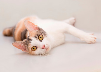 Support us | Help us to help cats | Cats Protection