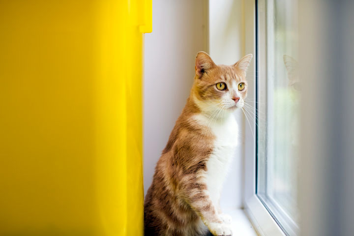 Cats Protection | UK’s Largest Cat Welfare Charity