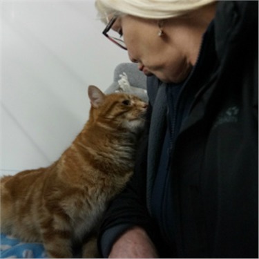 Missing ginger cat Thomas reunited with owner | Cats Protection
