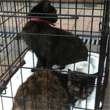 Kittens found at Xmas hope for a happy mew year | Cats Protection