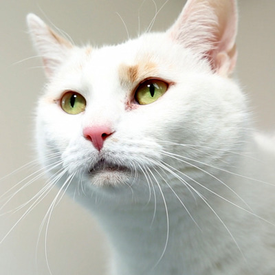 Other ways to donate | Donate | Support us | Cats Protection