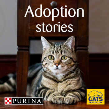 Cat adoption campaign – PURINA® and Cats Protection collaboration