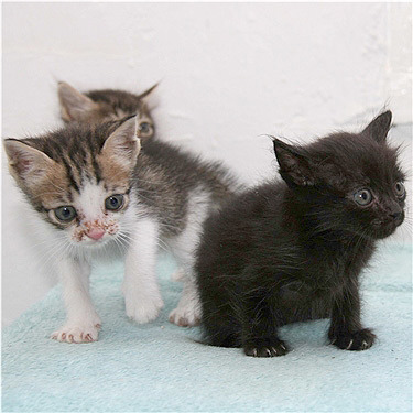 Kittens discovered on voyage from Cyprus | Cats Protection