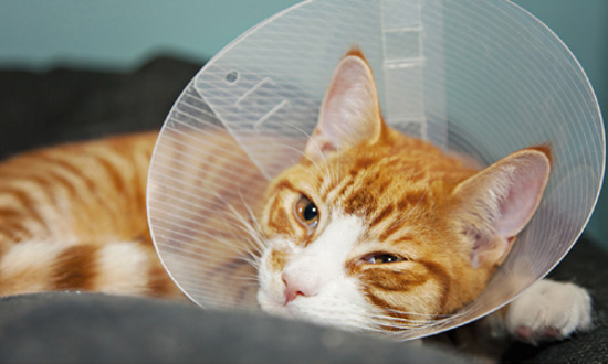 Become a member | Support us by joining Cats Protection