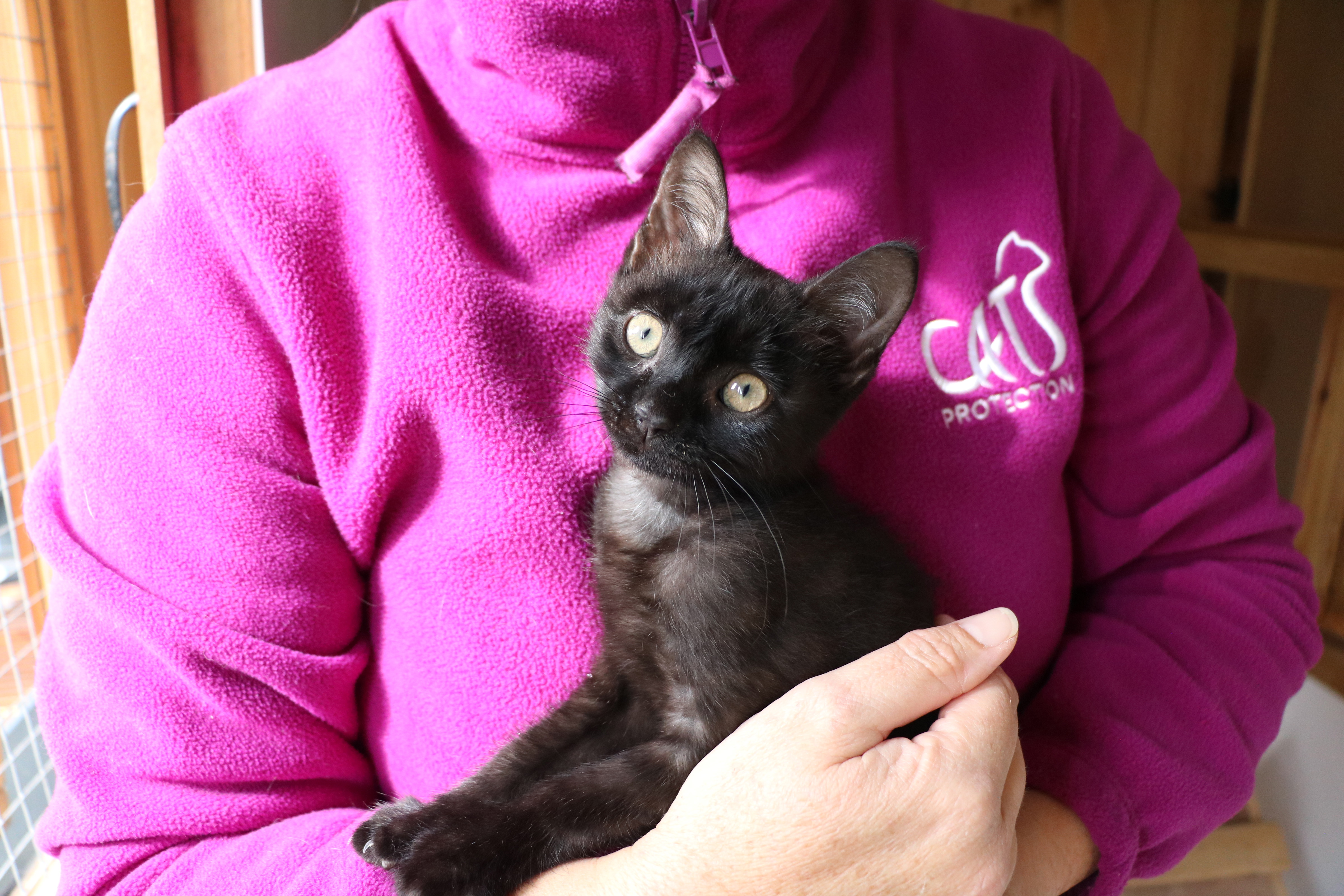 Cats Protection Stoke & Newcastle Branch
