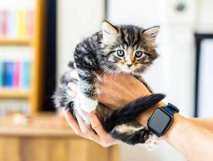 Buying a kitten? Adopt from Cats Protection