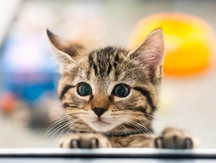 Donate to help stray cats | Cats Protection