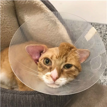 Help needed to cover essential ear surgery | Cats Protection
