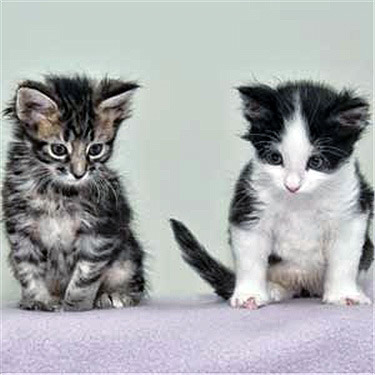Kittens with peculiar paws found abandoned | Cats Protection