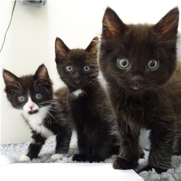 Appeal as charity is expecting a 'kitten boom' | Cats Protection