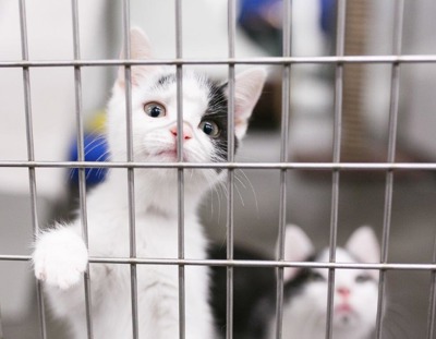 Buying a cat? Adopt from us instead | Cats Protection