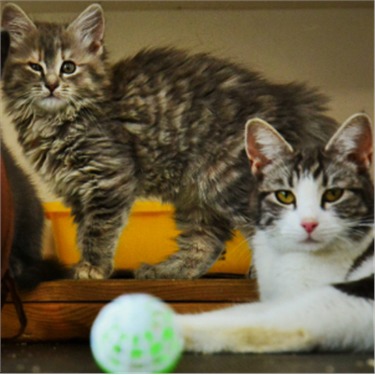 A Rugby animal charity urgently needs your help | Cats Protection