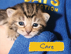 Why we need sponsors like you | Sponsor a cat | Cats Protection