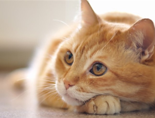 Grief guidance leaflets | Grief services | Cats Protection