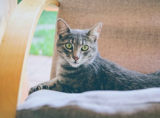 Cat Guardians | Cat care after you're gone | Cats Protection