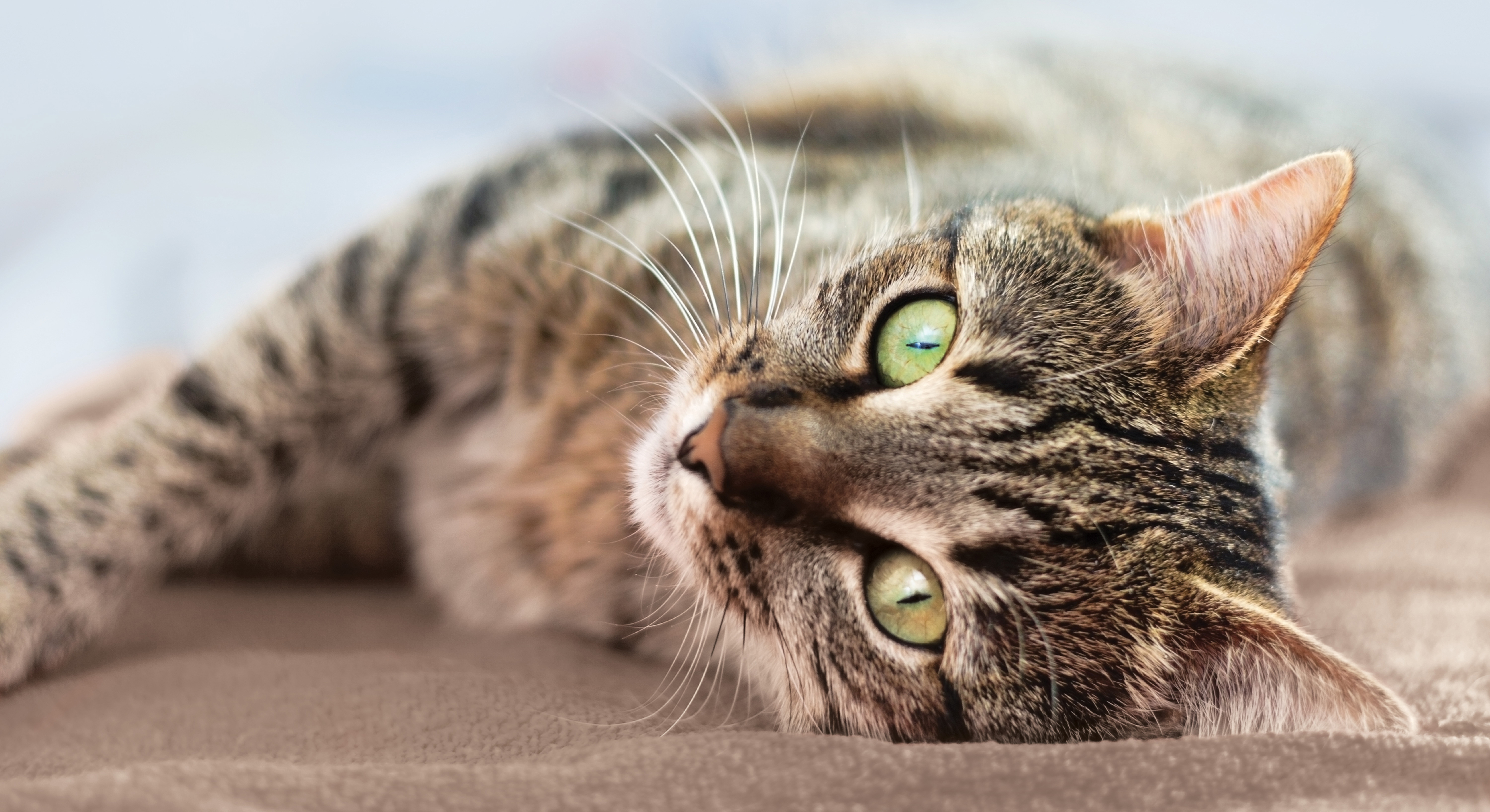 How to register with Cat Guardians | Cats Protection