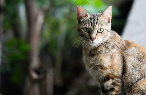 Foreign travel and cats | Cats Protection