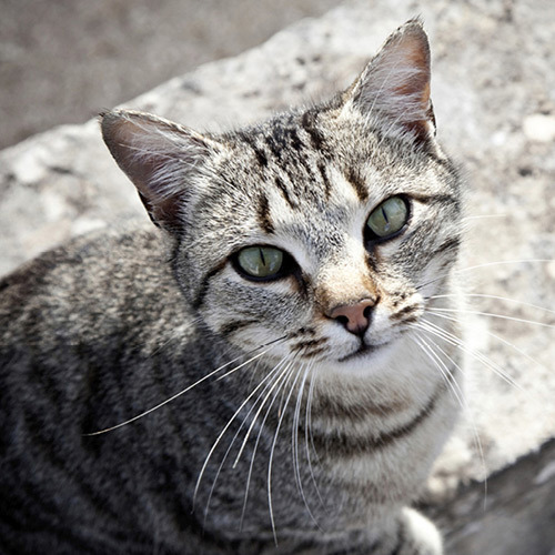 Cats Protection Statement on Labour's 50-point Welfare Manifest