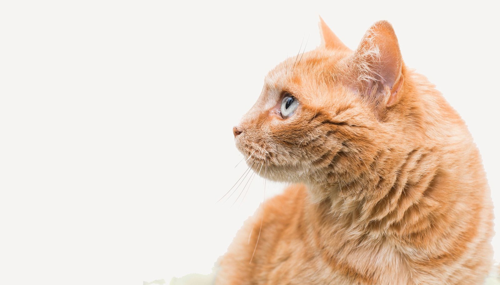 Cat Guardians | Caring for your cat after you've gone| Cats Protection