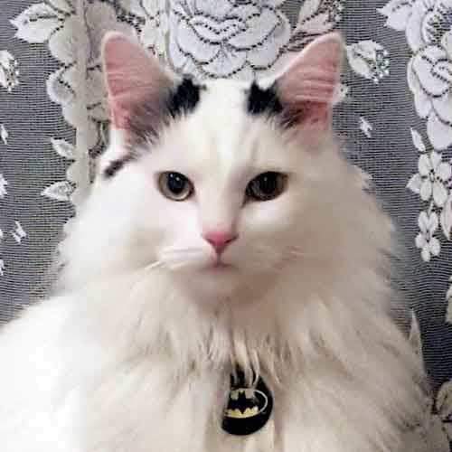 An Essex feline is #MoreThanJustACat | Cats Protection
