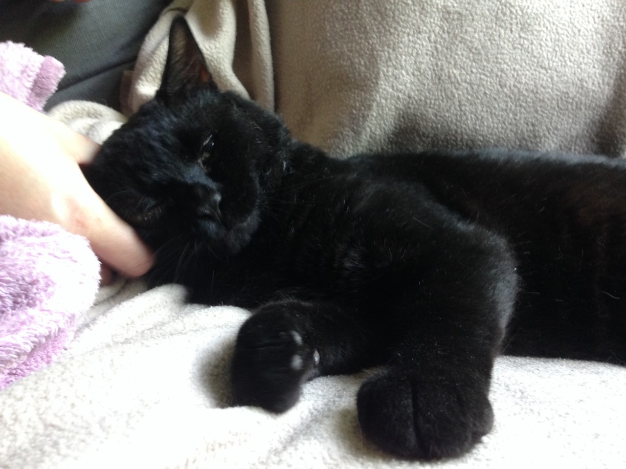 Black cats looking for homes | Black Cat Day | Cats Protection