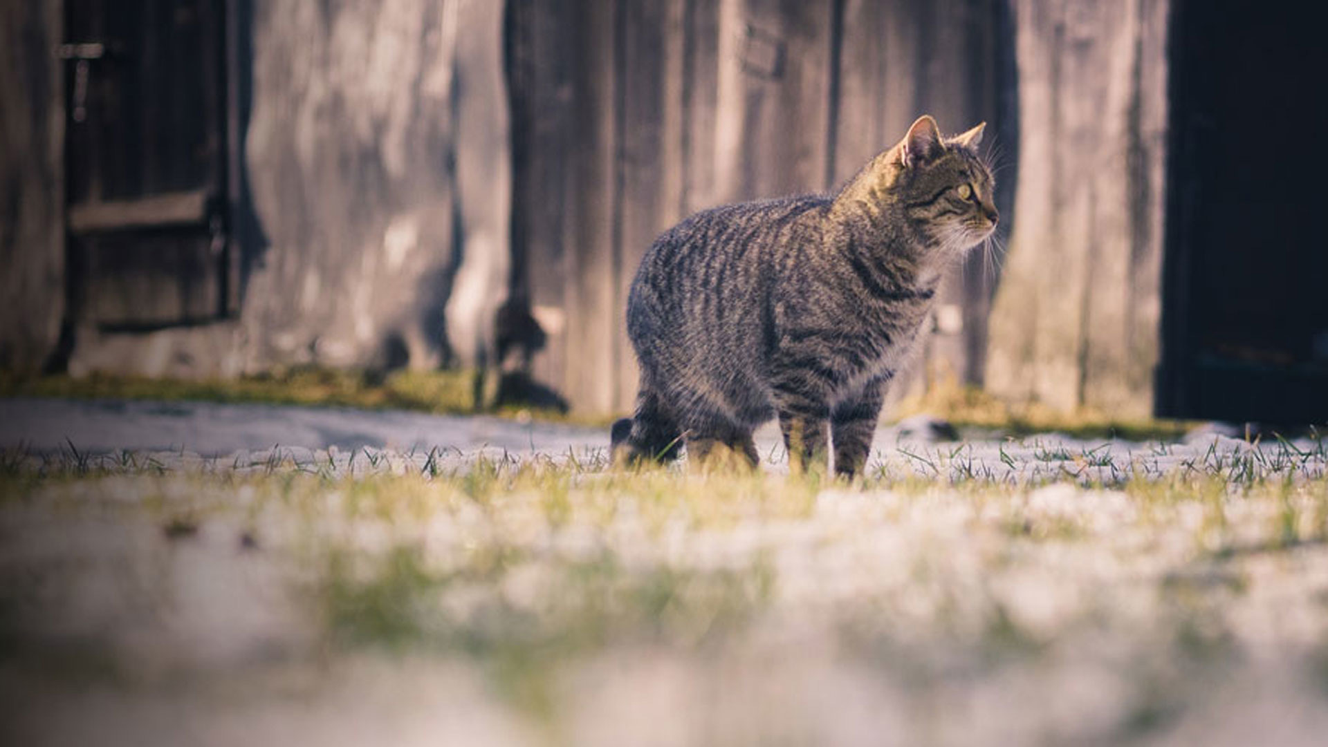 Would you know what to do with a lost cat? | Cats Protection