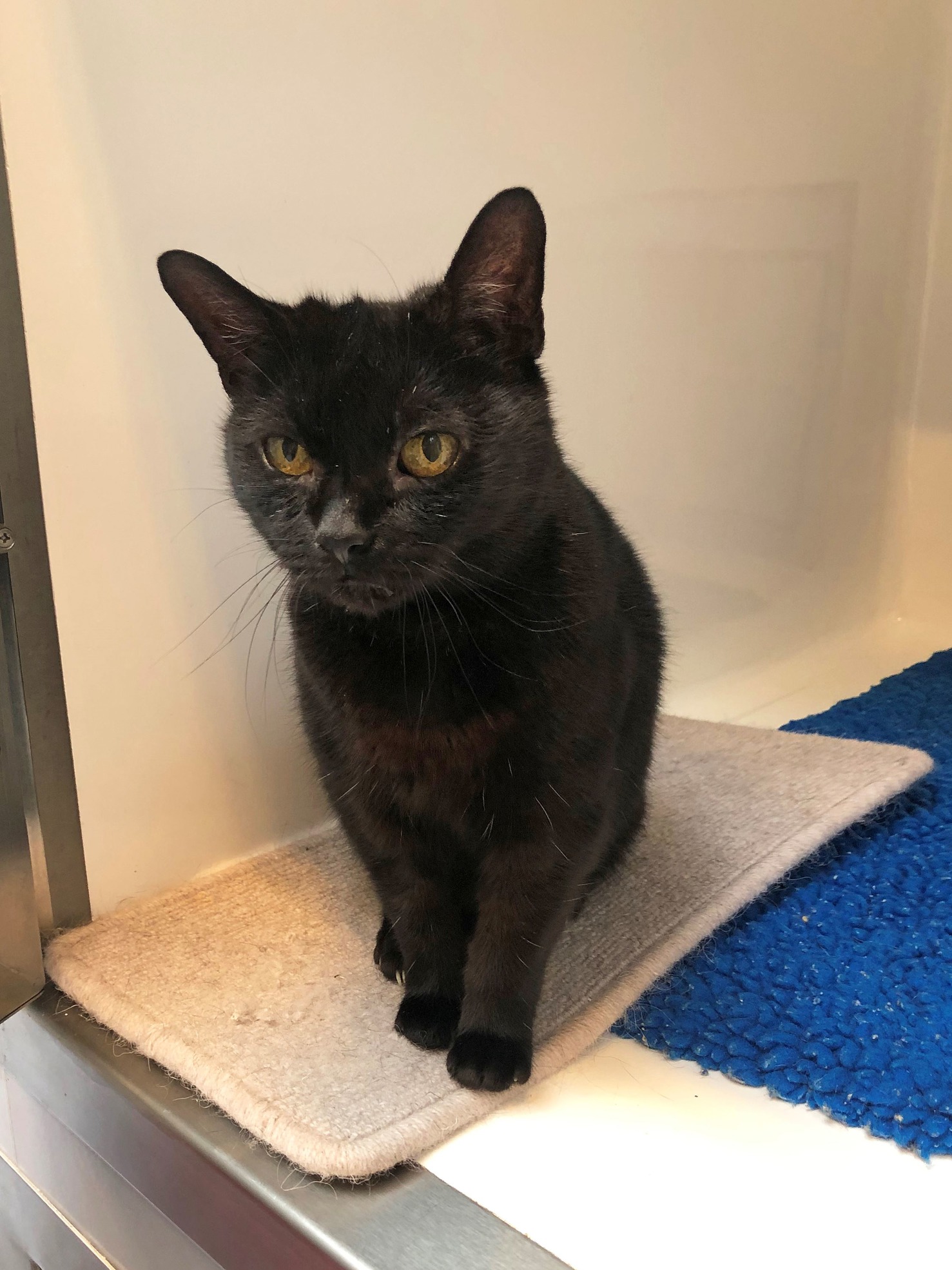 Black cats looking for homes | Black Cat Day | Cats Protection