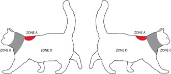 Local authorities: how to handle dead cats | Our advice | Cats Protection